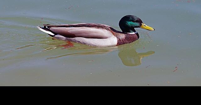 TPWD biologists anticipate promising season for Waterfowl hunters ...