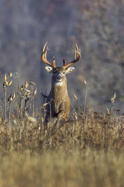 2021-22 TPWD drawn hunt permit applications now being accepted | Sports ...