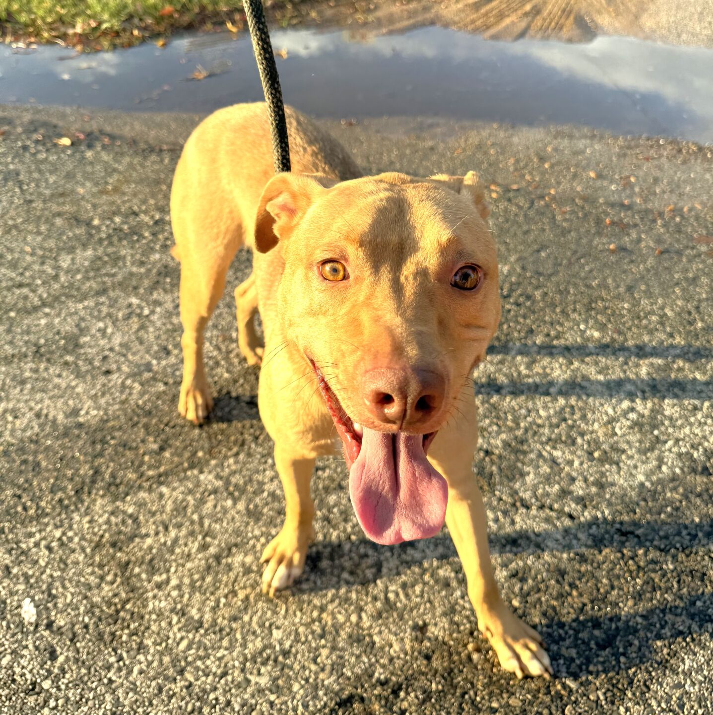 County Road Rescue’s Pet of the Week | Local News ...