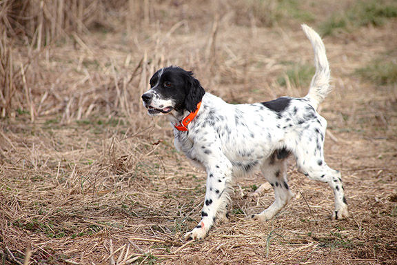 Northeast Alabama Hunting Preserve to host UFTA Nationals | News ...