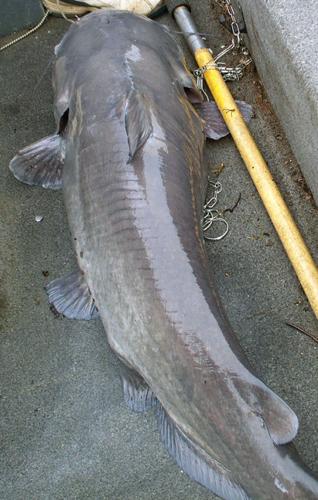 Father-son fishing duo catch massive catfish | Sports | jcsentinel.com