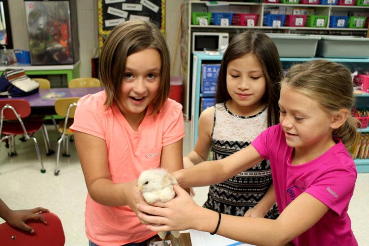 Students love chickens in the classroom | News | jcsentinel.com
