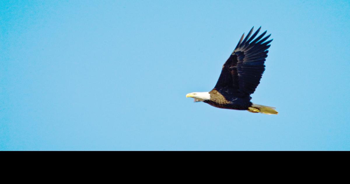 Lake Guntersville celebrates 30 years of Eagle Awareness events | News ...