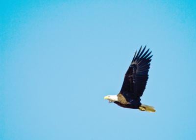Lake Guntersville celebrates 30 years of Eagle Awareness events | News ...