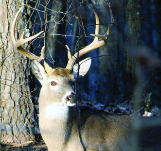 Advisory board votes for statewide deer season extension if Game Check ...