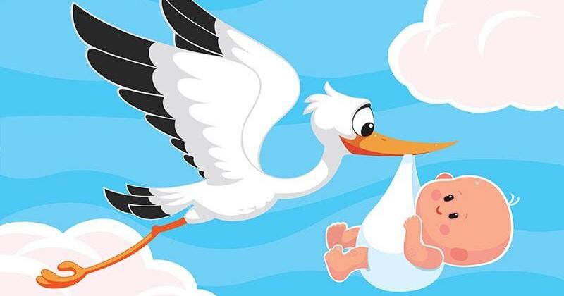 Stork Report | Features | jdnews.com