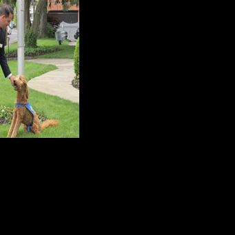 Funeral homes increasingly using dogs to comfort mourners | News ...