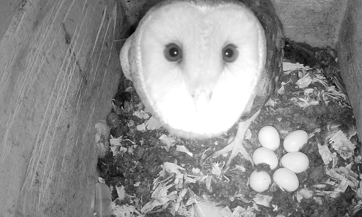 WRC sets up nesting barn owl camera for viewing | Local News | jdnews.com