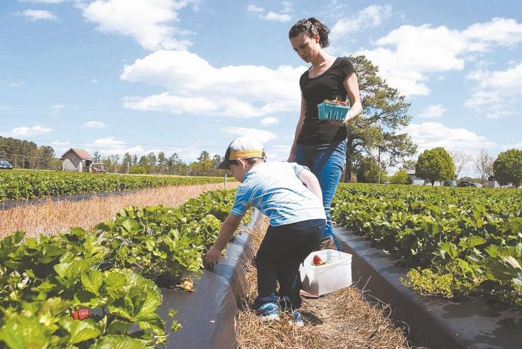 State's strawberry season in full swing | News | jdnews.com