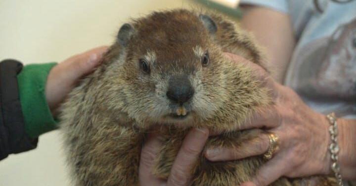 7 fun facts about Groundhog Day | News | jdnews.com