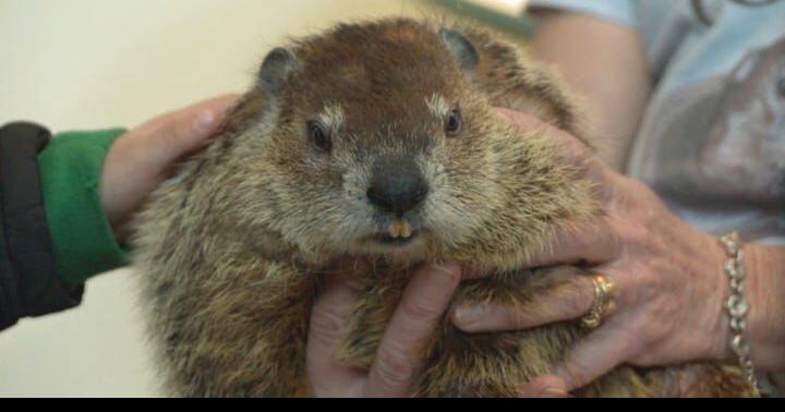 7 fun facts about Groundhog Day | News | jdnews.com