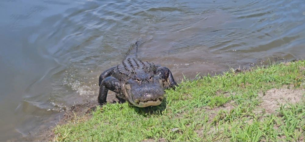 N.C. Wildlife offers tips on coexisting with alligators | Local News ...