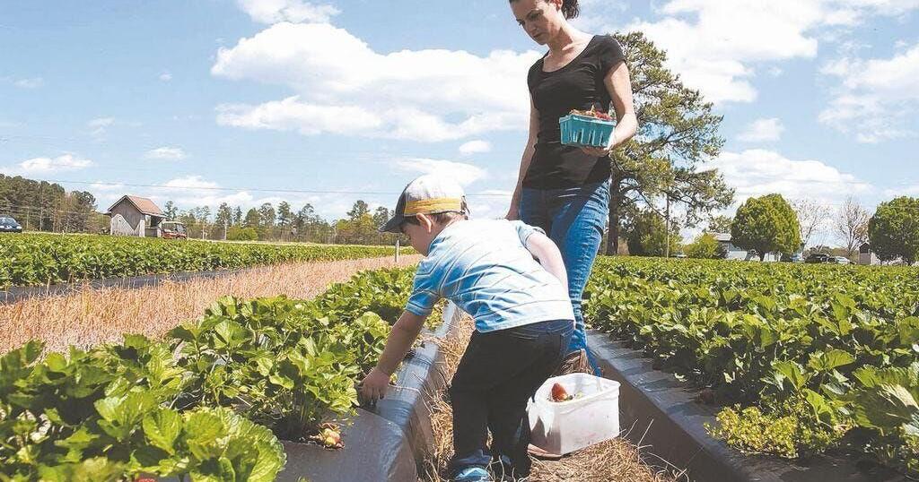 It's strawberry season in Onslow County. Check out these seven local ...