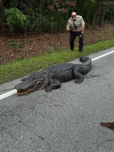 Deputies wrangle 400-pound gator on roadway | Local News | jdnews.com