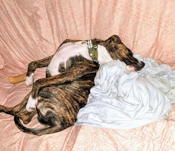 Area residents share their work, school at home helpers | News | jdnews.com