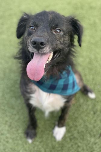 Onslow County Animal Services hosting first Clear the Shelters adoption ...