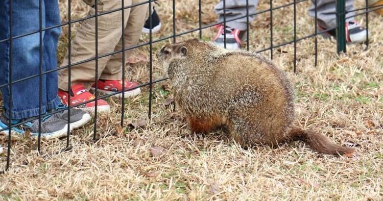Punxsutawney Phil predicts early spring for 2024, experts say not so ...