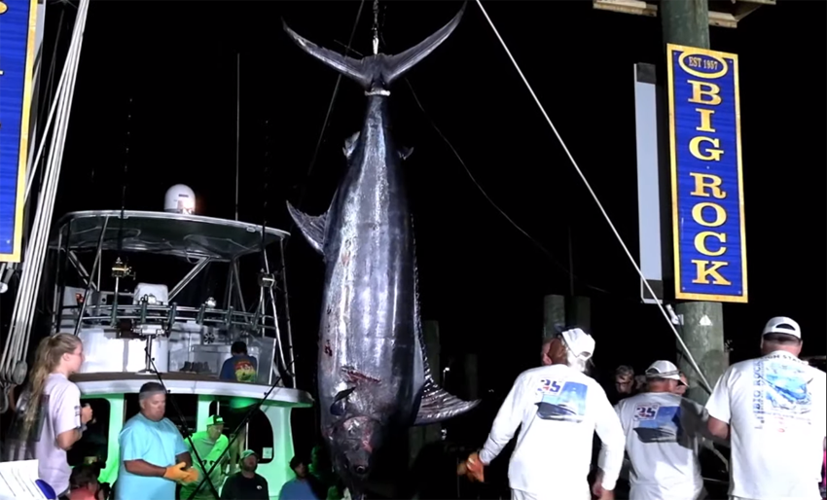 Teen angler Cole Pirrung reels in 656.5-pound marlin at Big Rock Blue ...