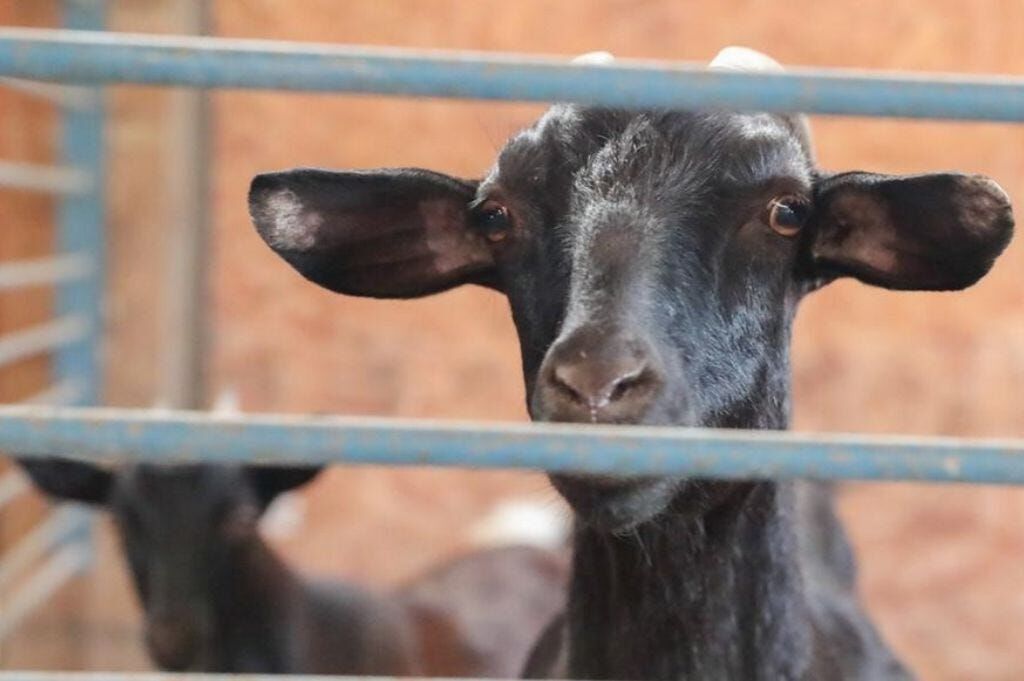 Photos: Onslow County Fair gets ready for opening day | News | jdnews.com