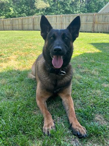 Onslow County Sheriff's Office K9 Dart to receive bullet and stab ...