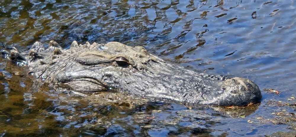 N.C. Wildlife offers tips on coexisting with alligators | Local News ...