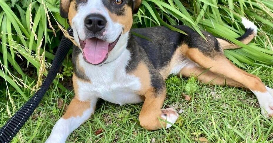 Jacksonville's Adoption First Animal Rescue expanding, and they need ...