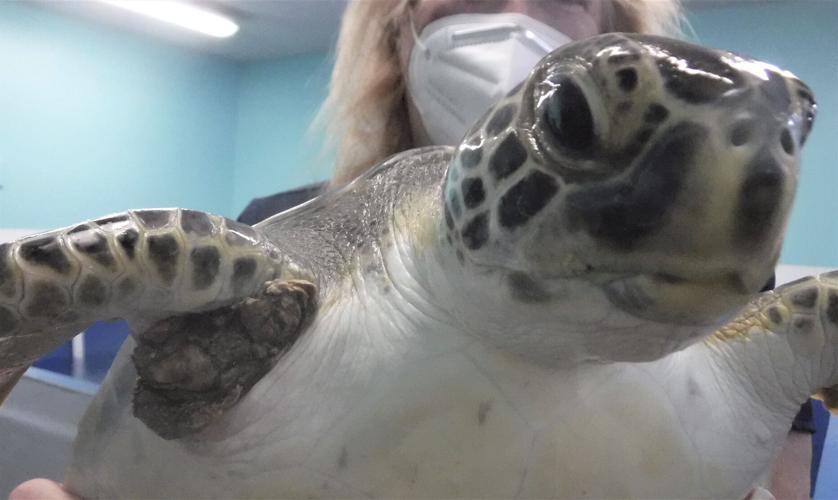 Sea turtle hospital: One cold-stunned turtle requiring extra attention ...
