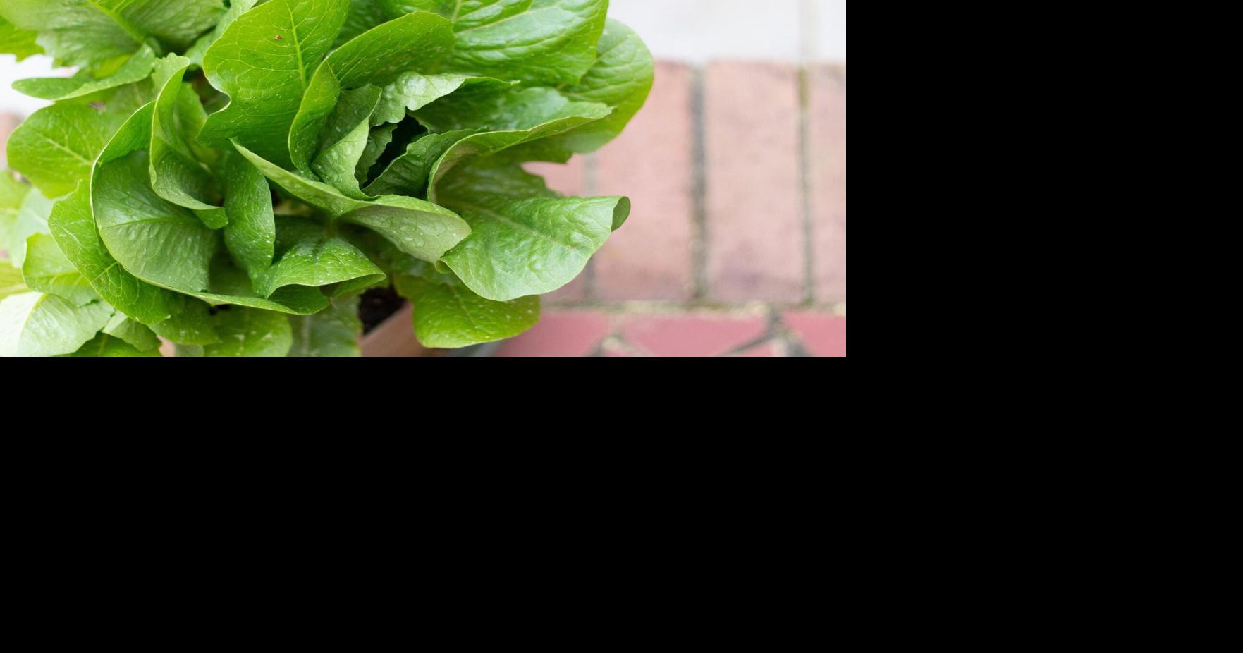 Spring into vegetable gardening | Features | jdnews.com
