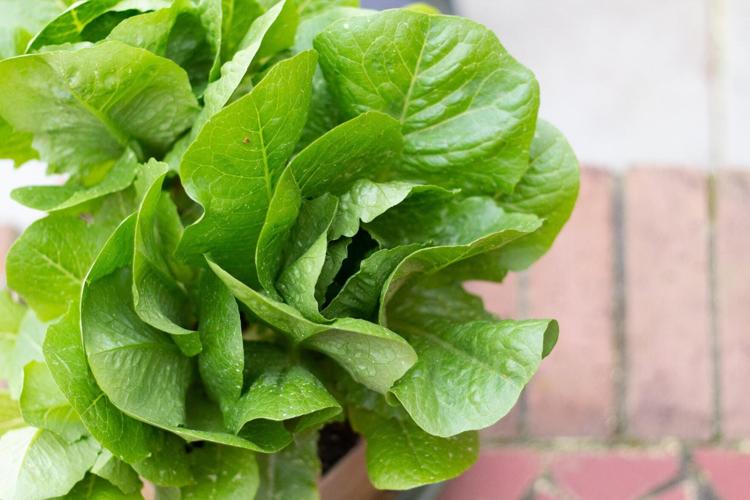 Spring into vegetable gardening | Features | jdnews.com