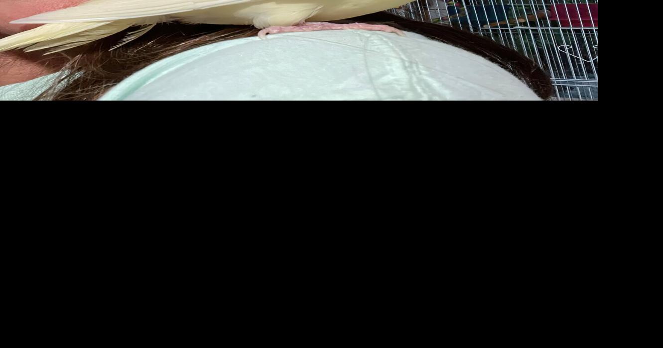 Sneads Ferry woman and bird lover in need of double lung transplant ...
