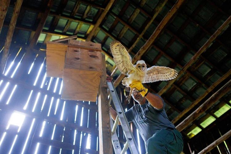 Barn owl cam receives worldwide attention | Local News | jdnews.com