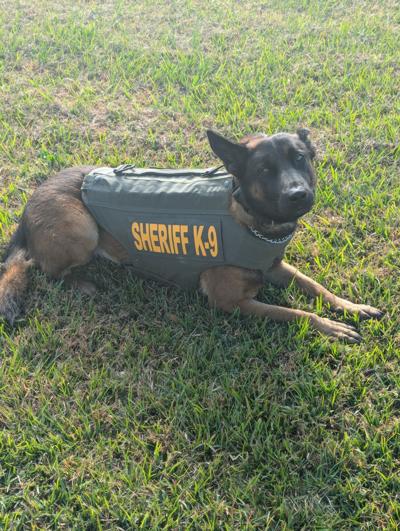 Onslow County Sheriff’s Office K-9 Dart receives body armor | News ...