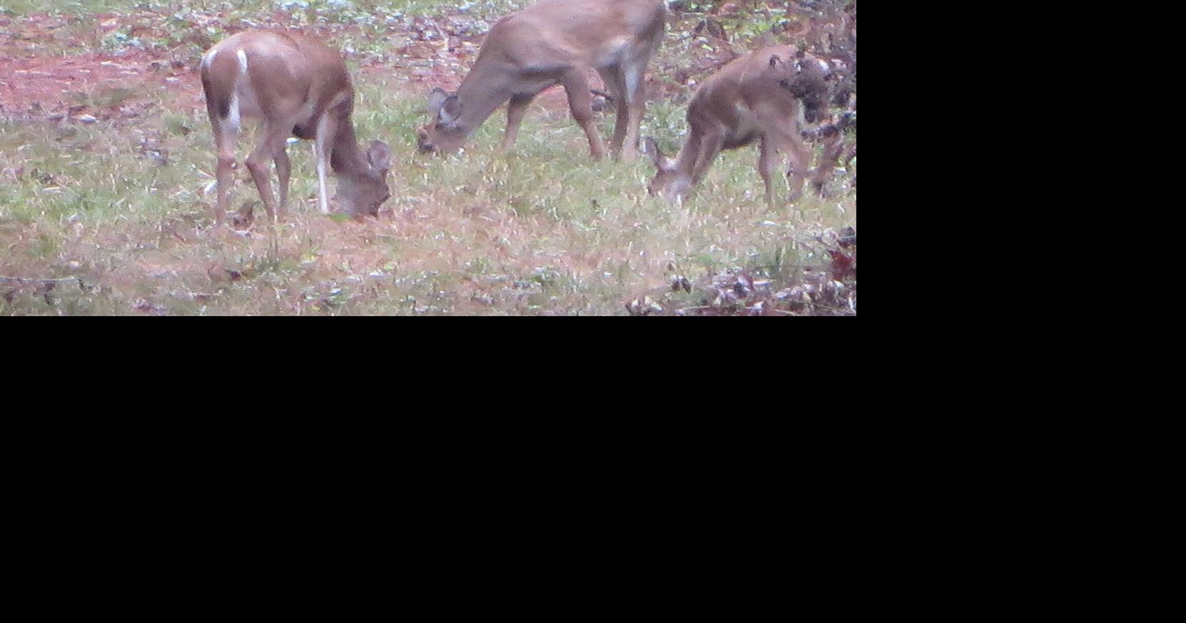 The deer rut explained – sort of | Sports | jdnews.com
