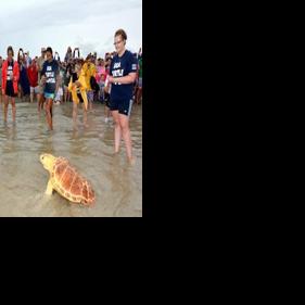 Five sea turtles released | News | jdnews.com