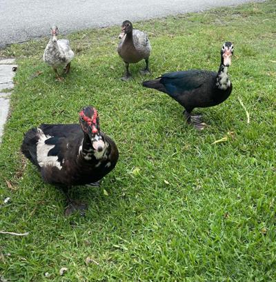 As Swansboro looks to address duck overpopulation, mayor says ...