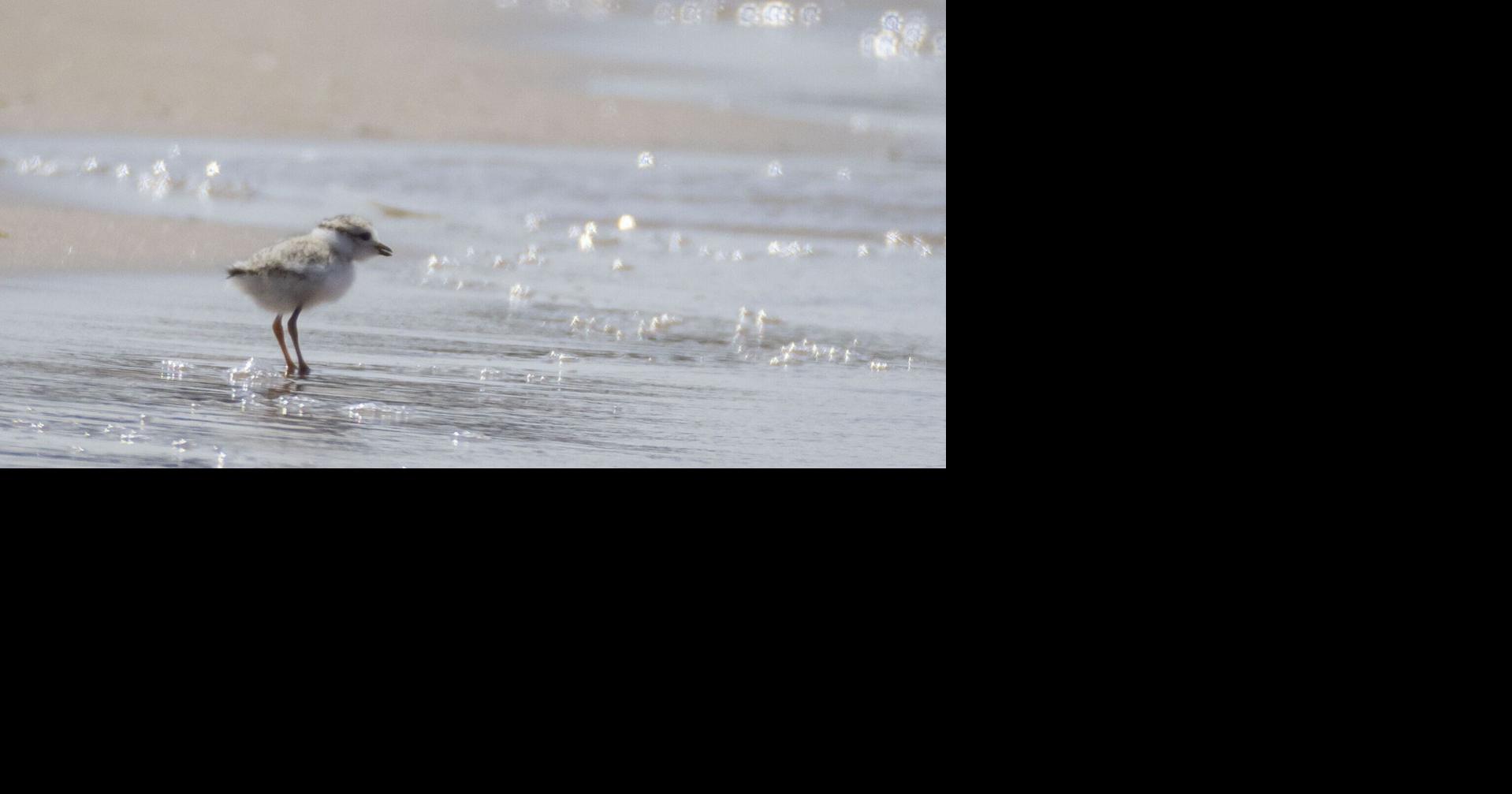 Chicago beach's new piping plover family loses a chick