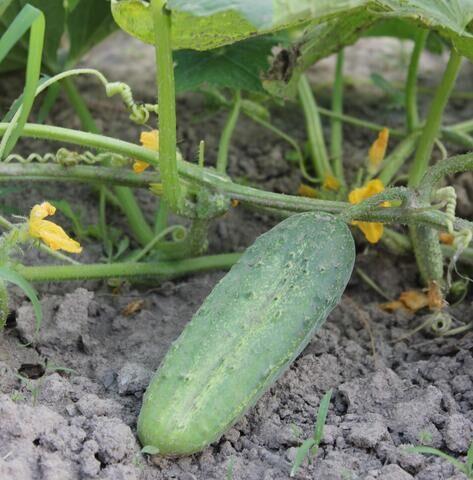 YARD AND GARDEN: Enhance your garden with a fall crop of cucumbers