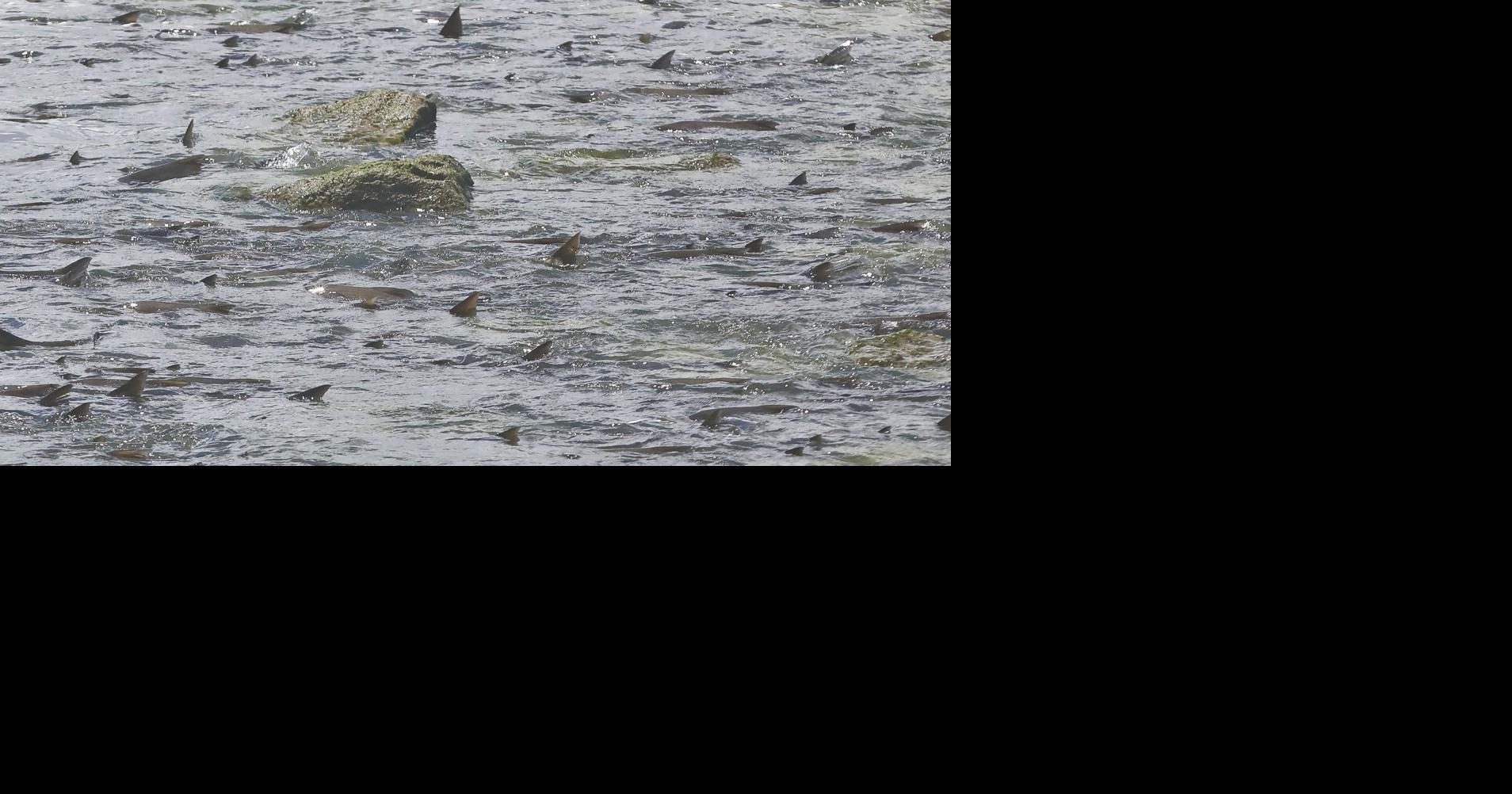 Thousands of Asian carp are spawning at Lake Decatur dam