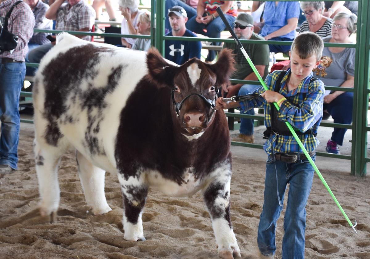 Colby Metzger has top market beef at Coles County Fair show