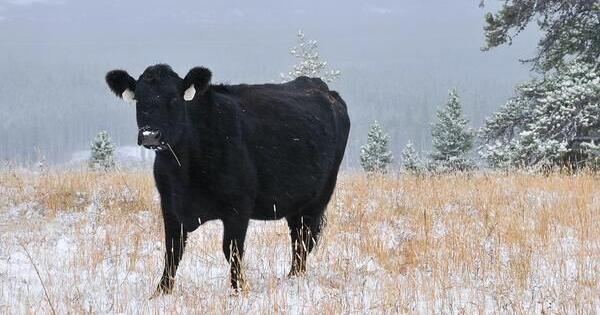 Illinois project creates first insulin-producing cow