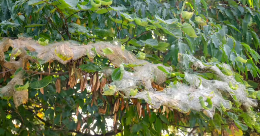 YARD AND GARDEN: Webs in trees: The life and impact of fall webworms