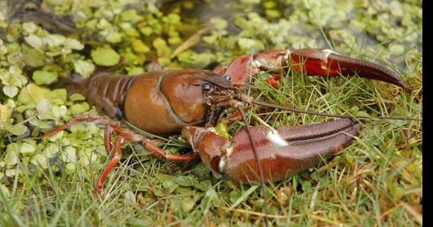 Shadow: A look at the prehistoric crustaceans living in your backyard