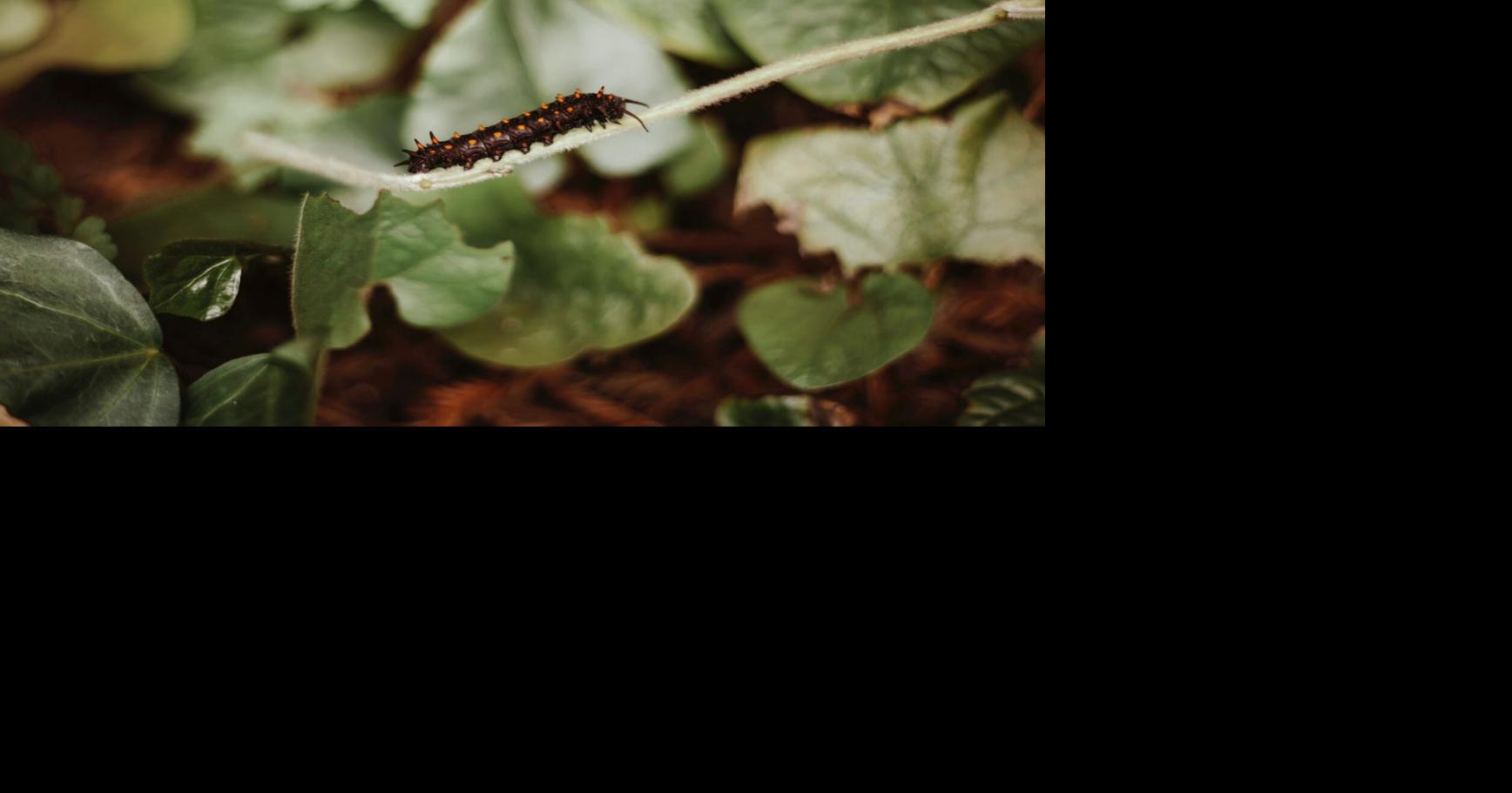 Shadow: Old folklore weather predictors that are just as good as modern ...