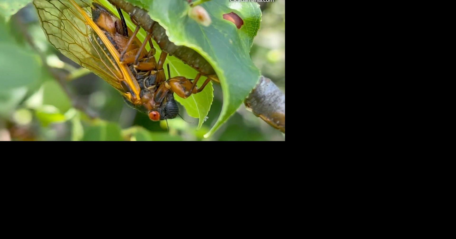They're here! Cicadas arrive in Central Illinois