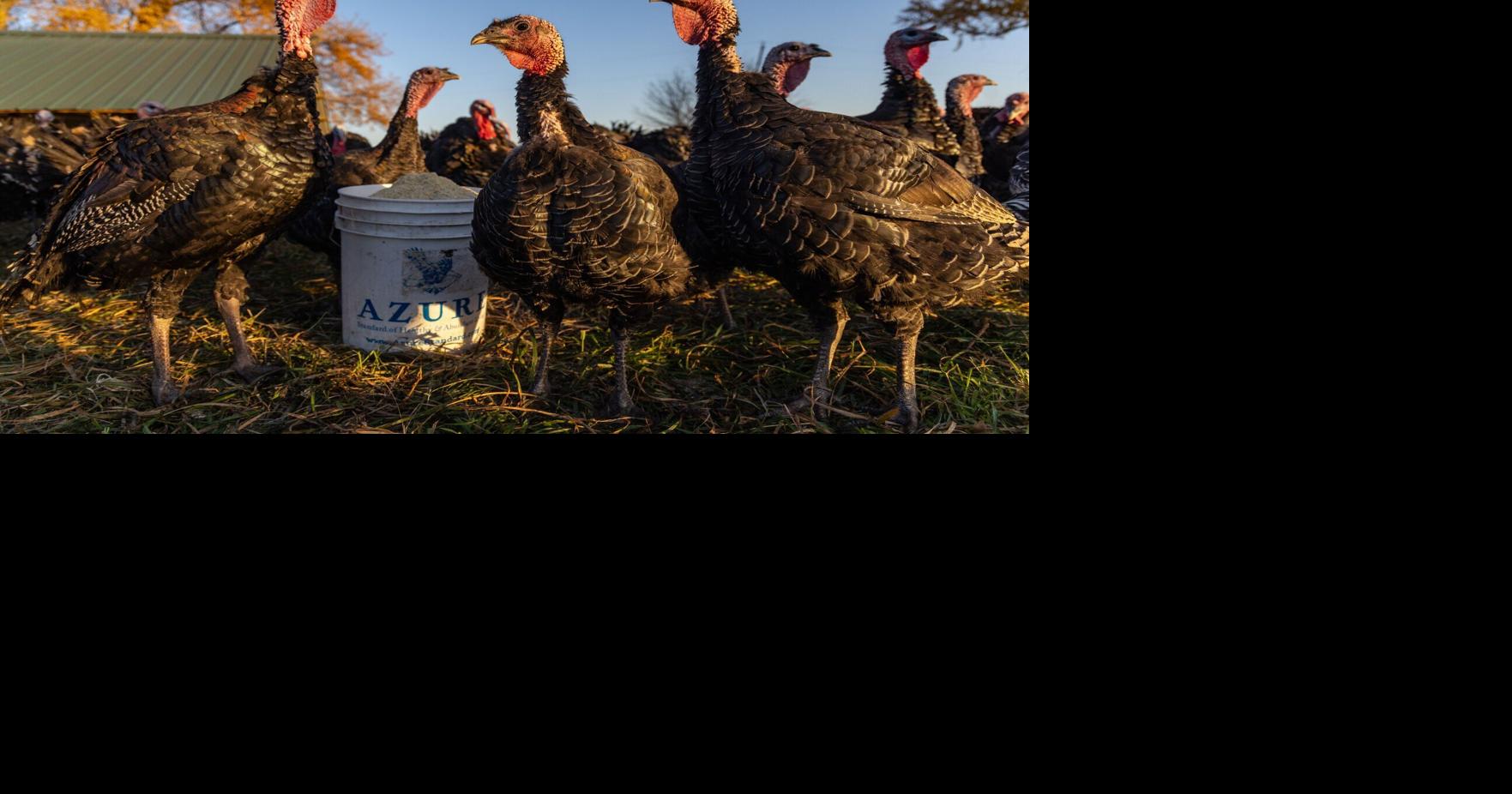 Bird flu cases are rising again. Will that impact your Thanksgiving dinner?