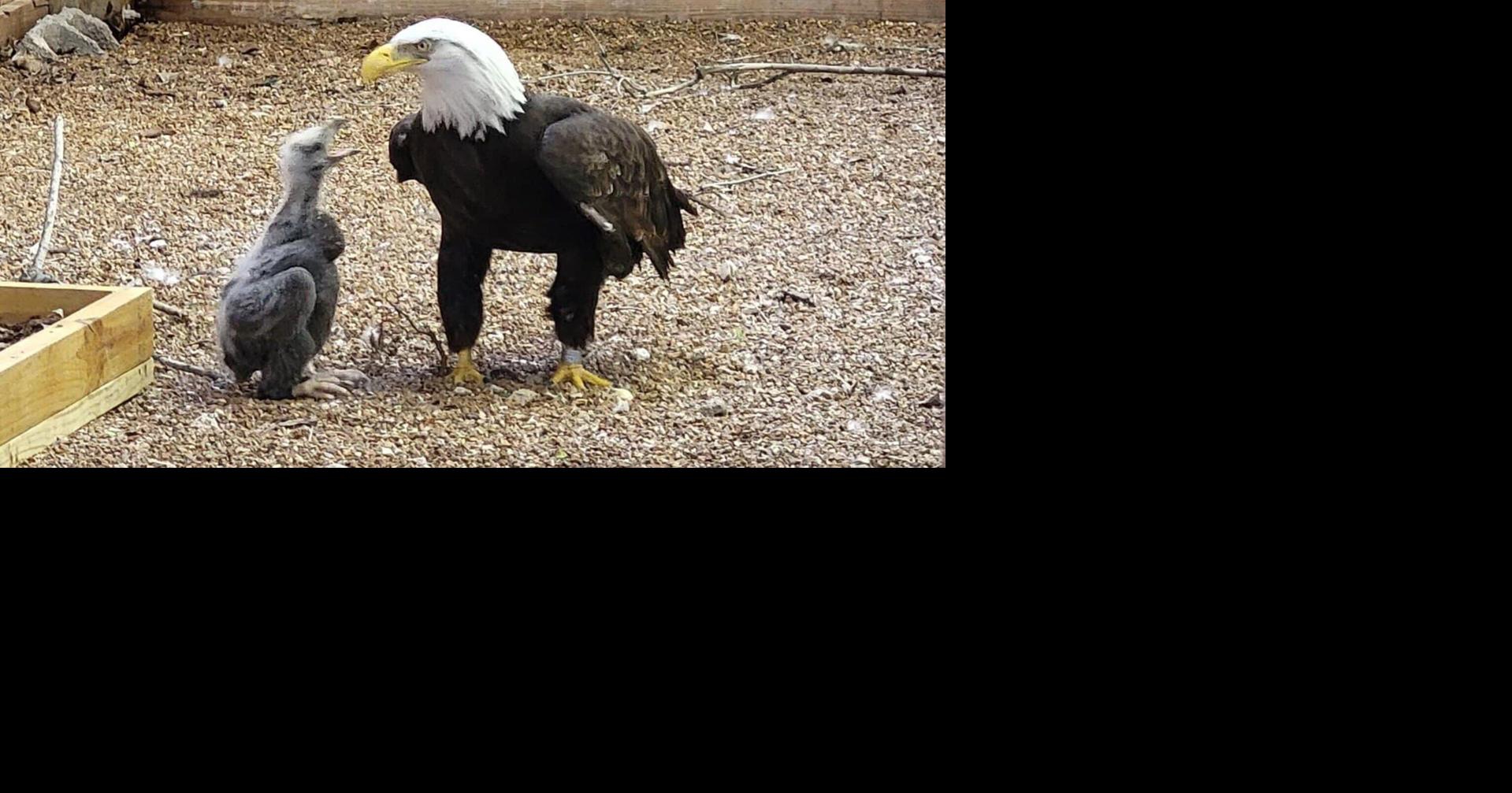 The world watches as St. Louis bald eagle raises eaglet ... from a rock