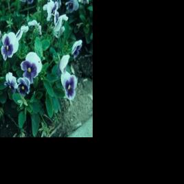 Support pollinators with cheerful viola flowers