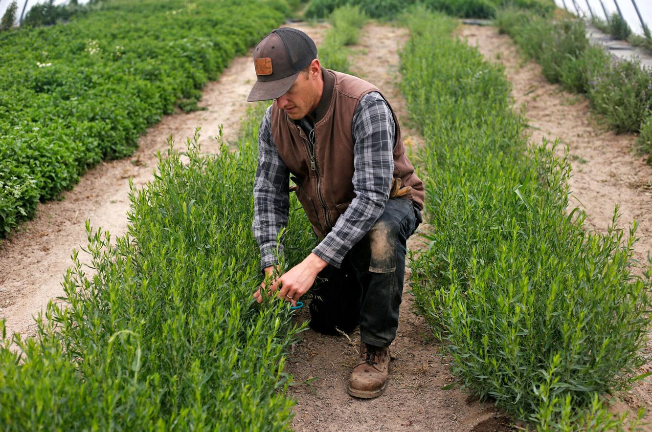 Classic to exotic: Idaho’s Purple Sage Farms grows culinary herb wonders