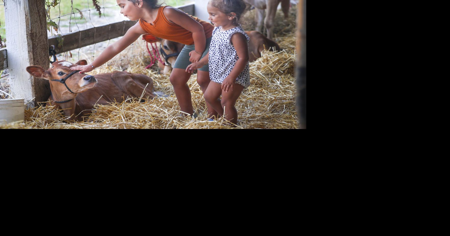Photos of 2023 Coles County Fair 4-H activities
