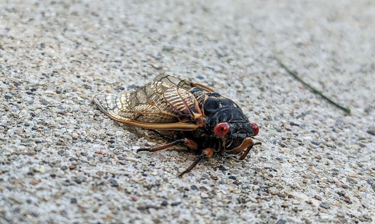 They're here! Cicadas arrive in Central Illinois